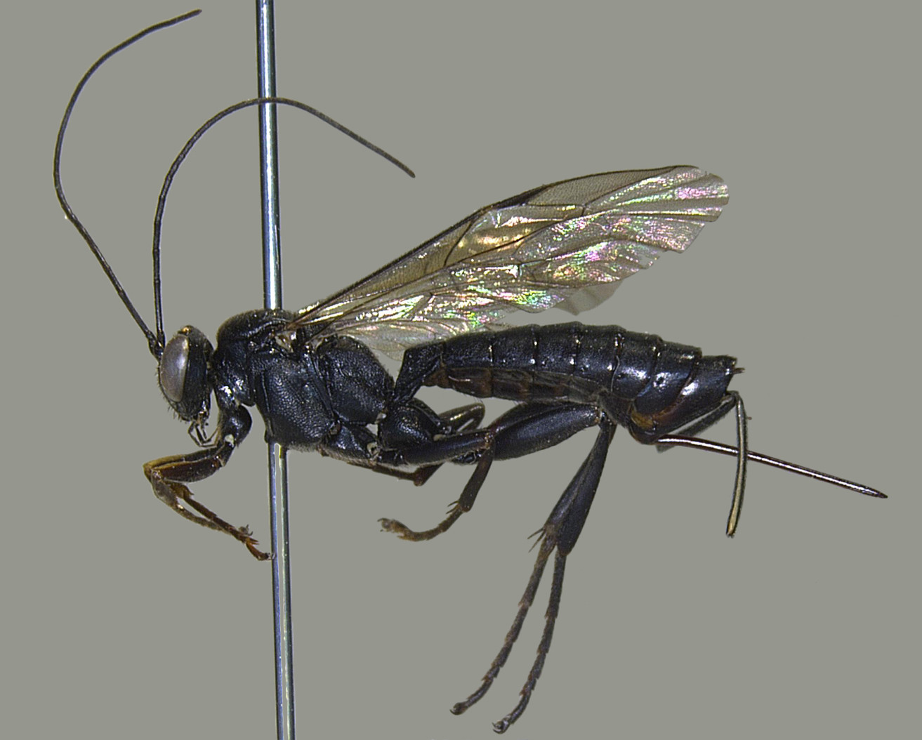 Pimpla - Image Database of Parasitoid Wasps