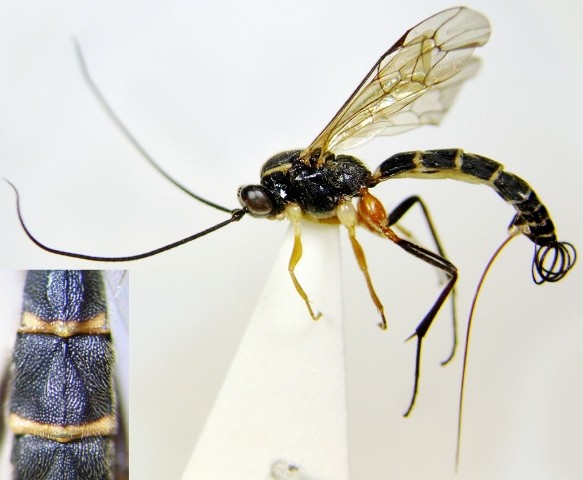 Apophua - Image Database of Parasitoid Wasps