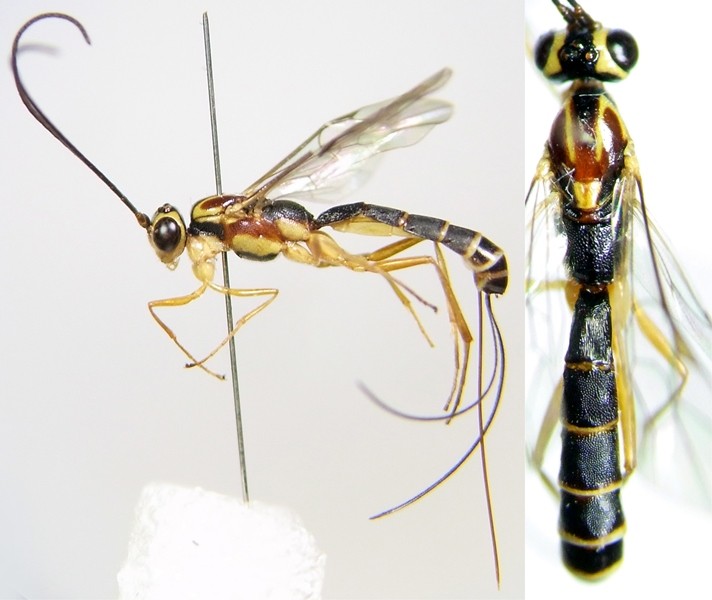 Himertosoma - Image Database of Parasitoid Wasps