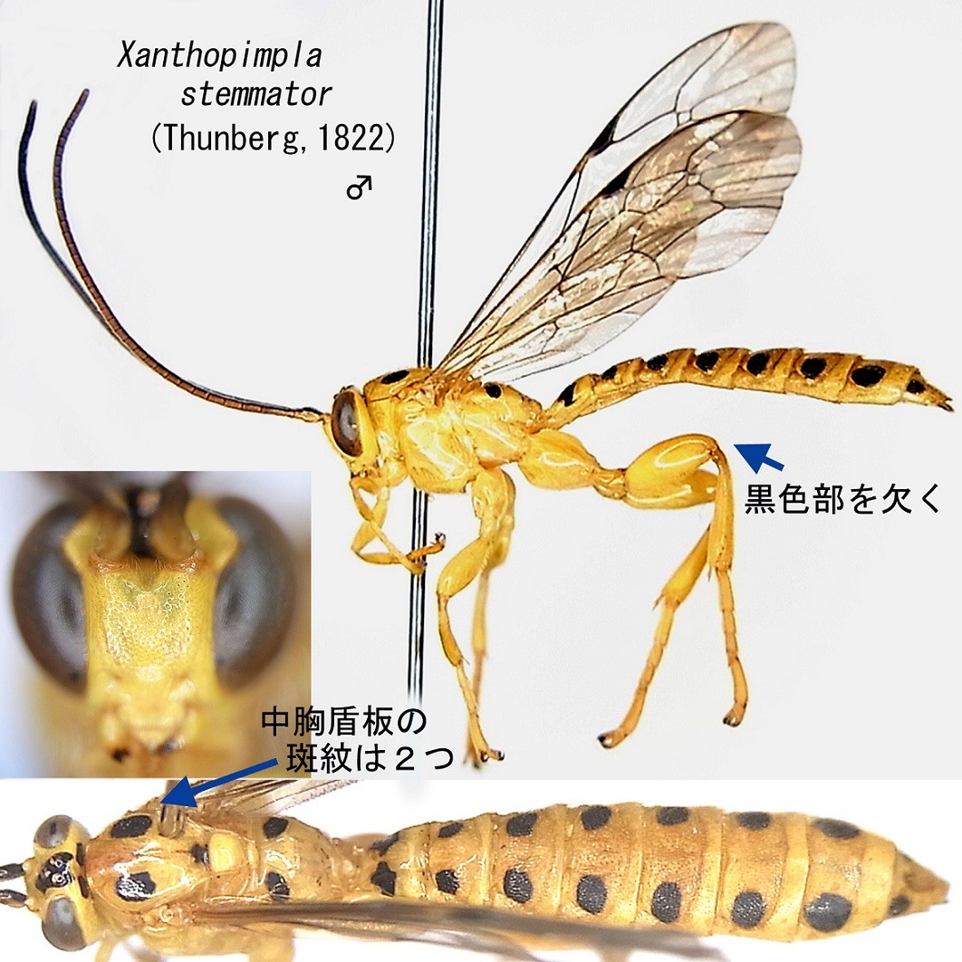 Xanthopimpla - Image Database of Parasitoid Wasps