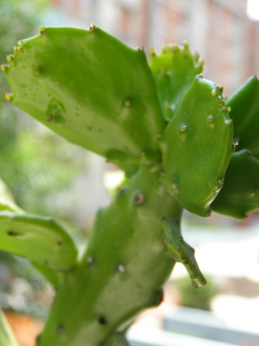 Galería "Mafafa" - ranas jimdo page!