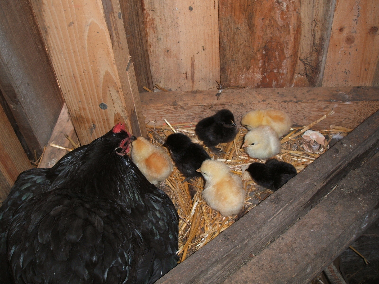 3) Quel est le comportement naturel de la poule et du poussin ? - Site ...