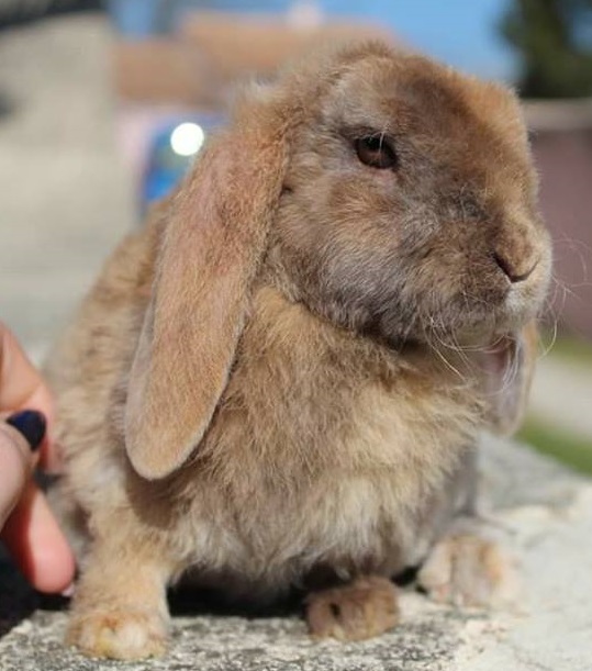 Les lapins nains béliers rex mâles et femelles - Site de leslapinsduharas