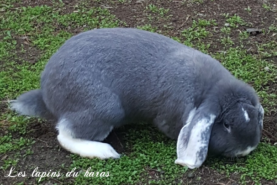 LES LAPINS GEANTS BELIERS FRANCAIS - Site de leslapinsduharas