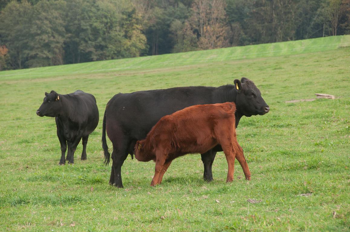 Das Angusrind - Mühlviertler Angus
