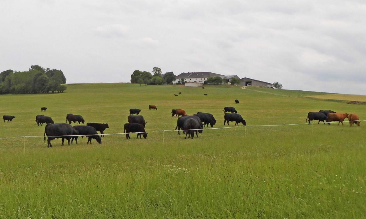 Das Angusrind - Mühlviertler Angus