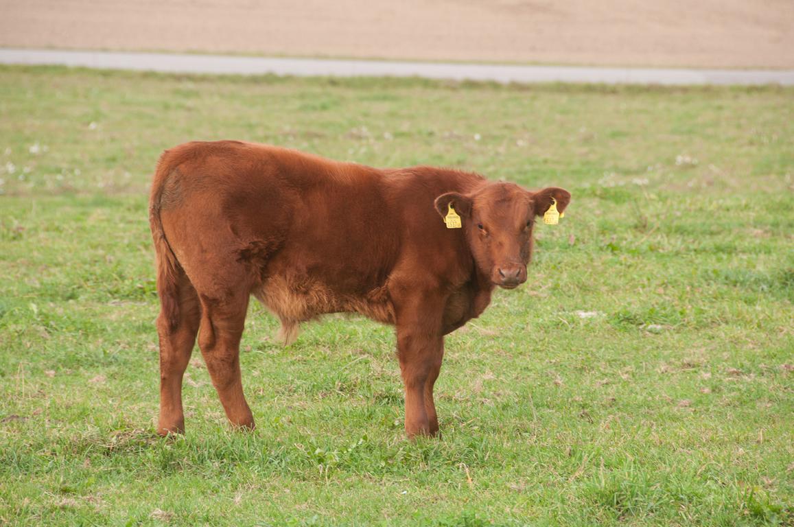Das Angusrind - Mühlviertler Angus