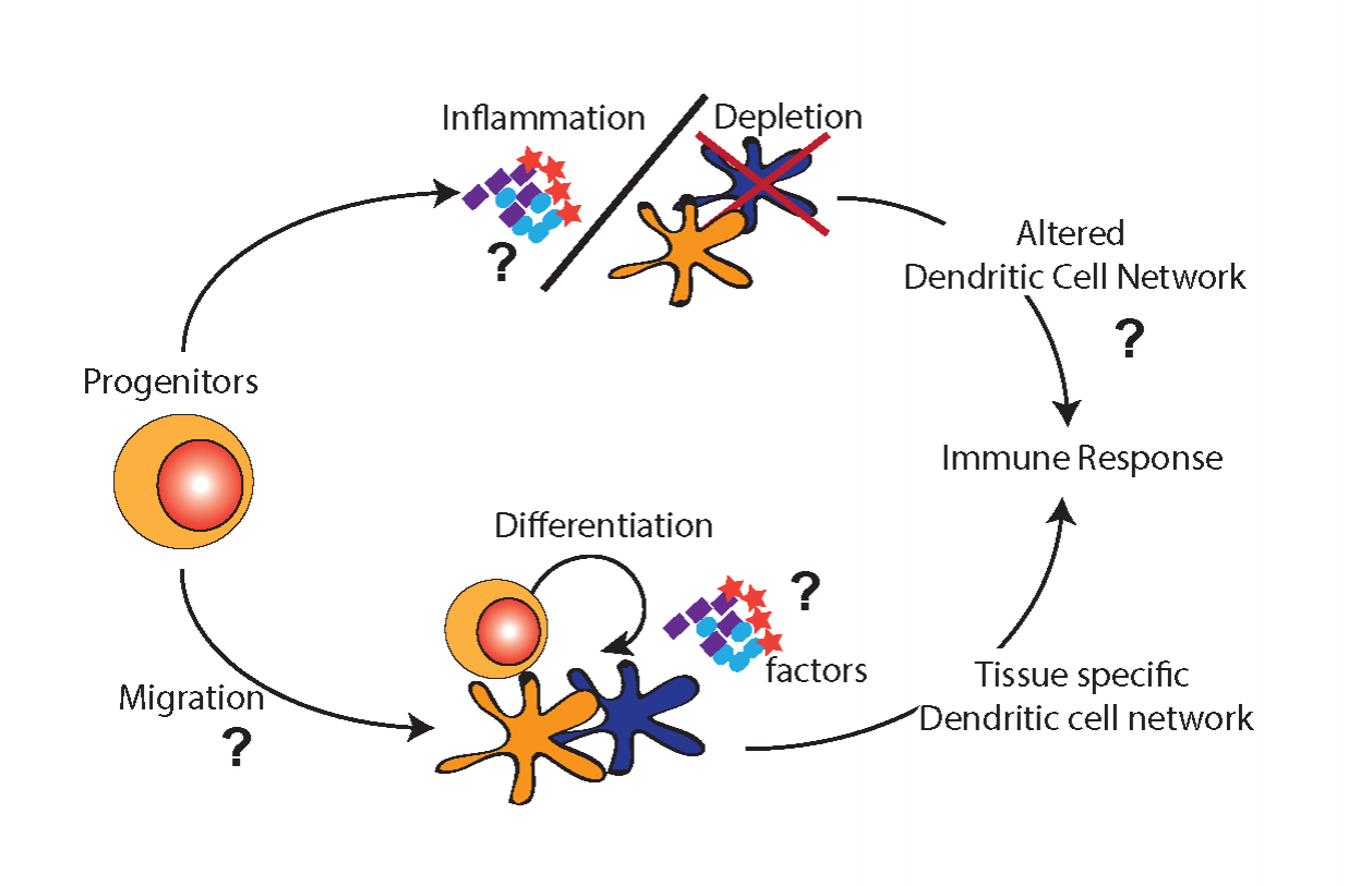 how do dendritic cells work