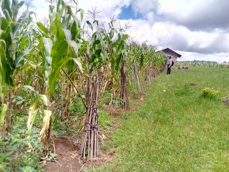 Planting MangoTrees - loliondo-for-green-earths Webseite!