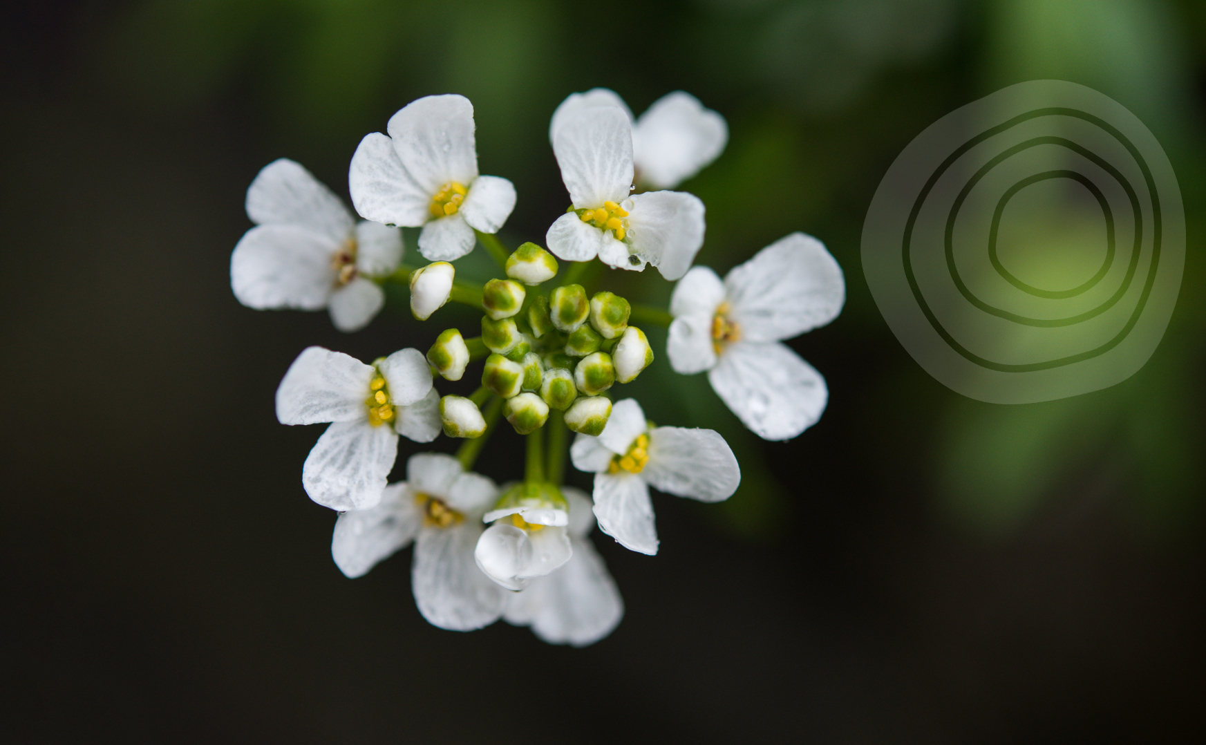 viduna – praxis für komplementärmedizin - viduna - praxis für ...