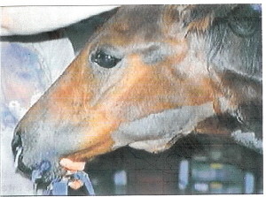 Les soins équins. - cheval conseils