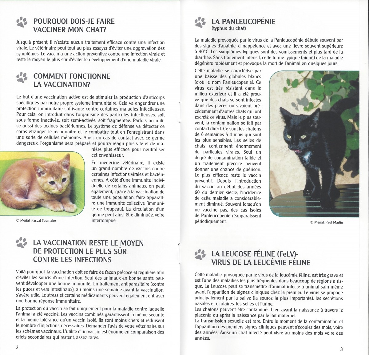 Vaccination chat - veterinaire Carine Schalbar