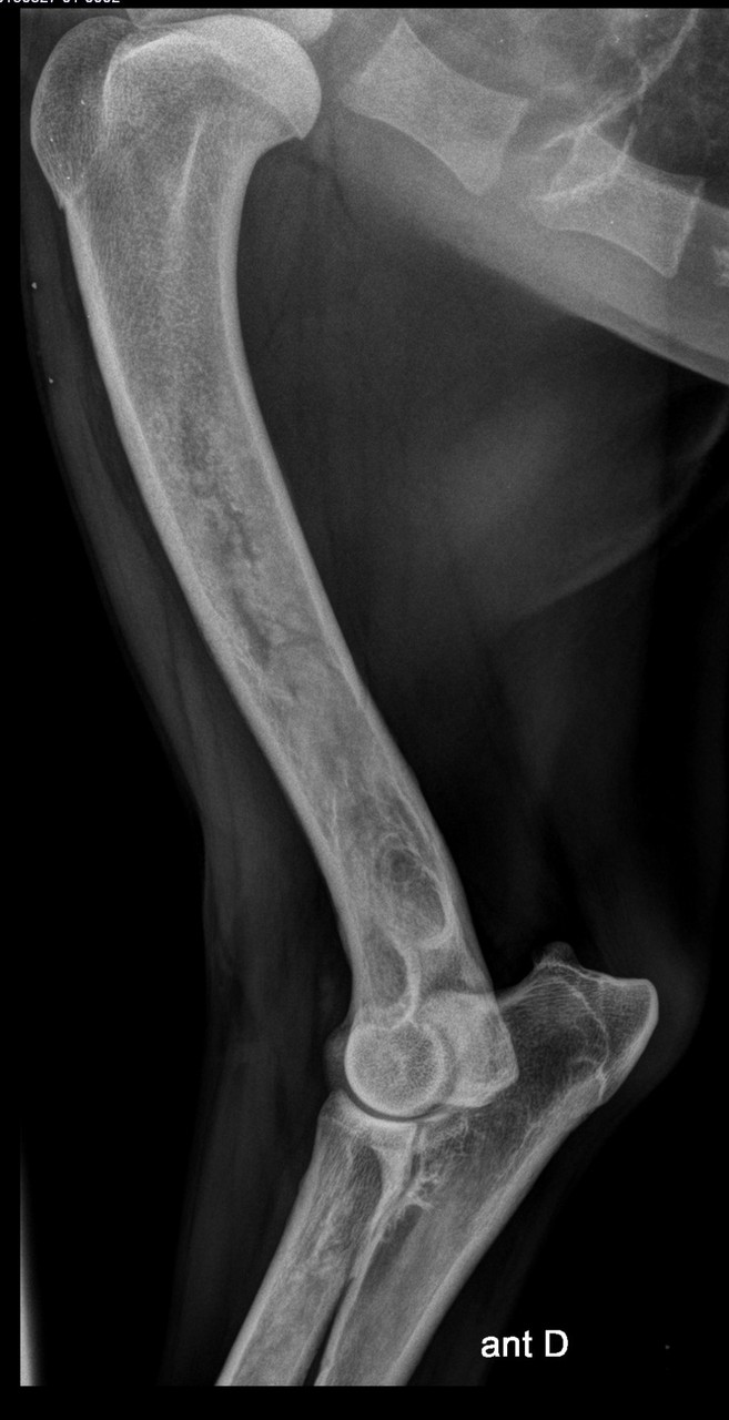 Maladies Ostéo-articulaires - veterinaire Carine Schalbar