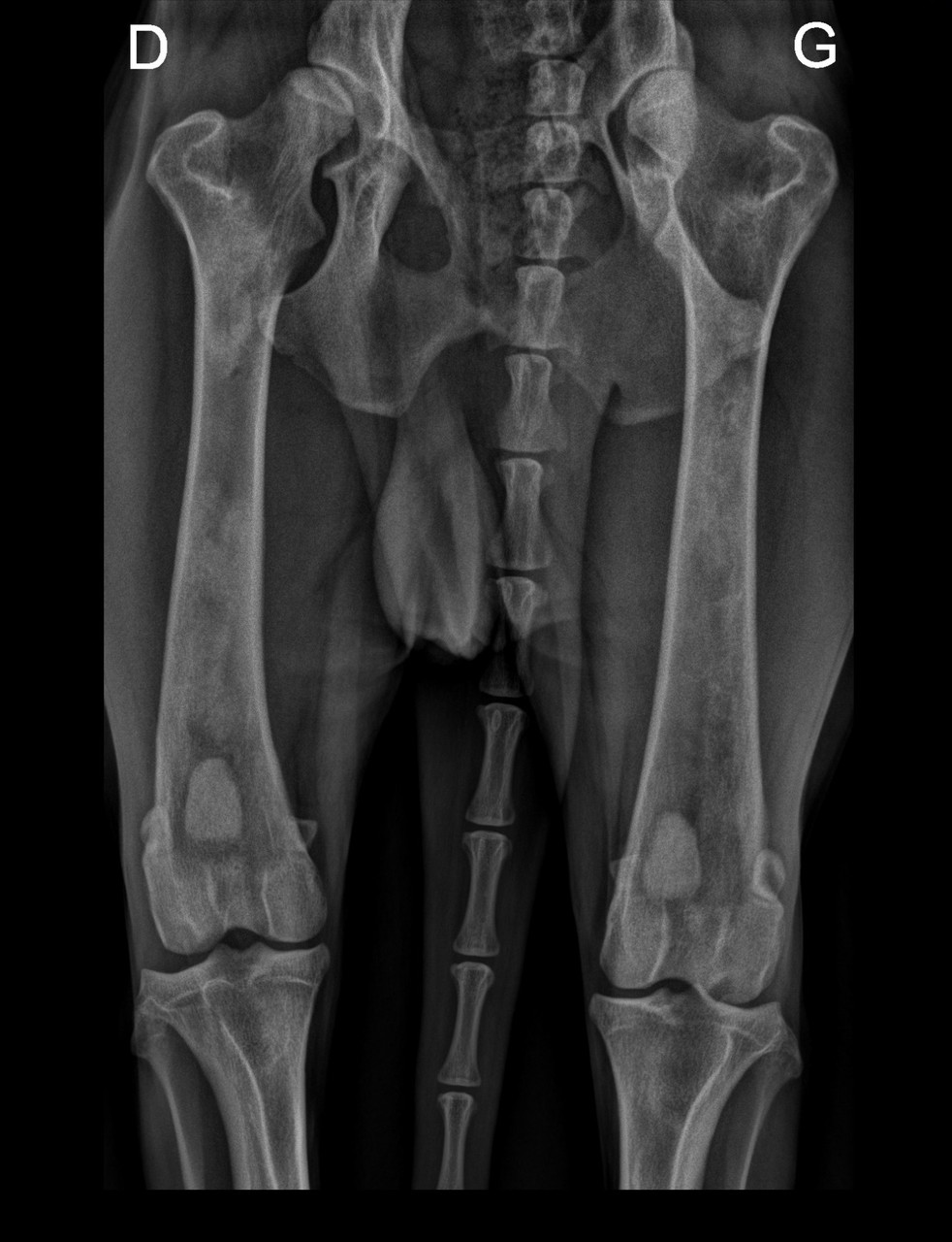 Maladies Ostéo-articulaires - veterinaire Carine Schalbar