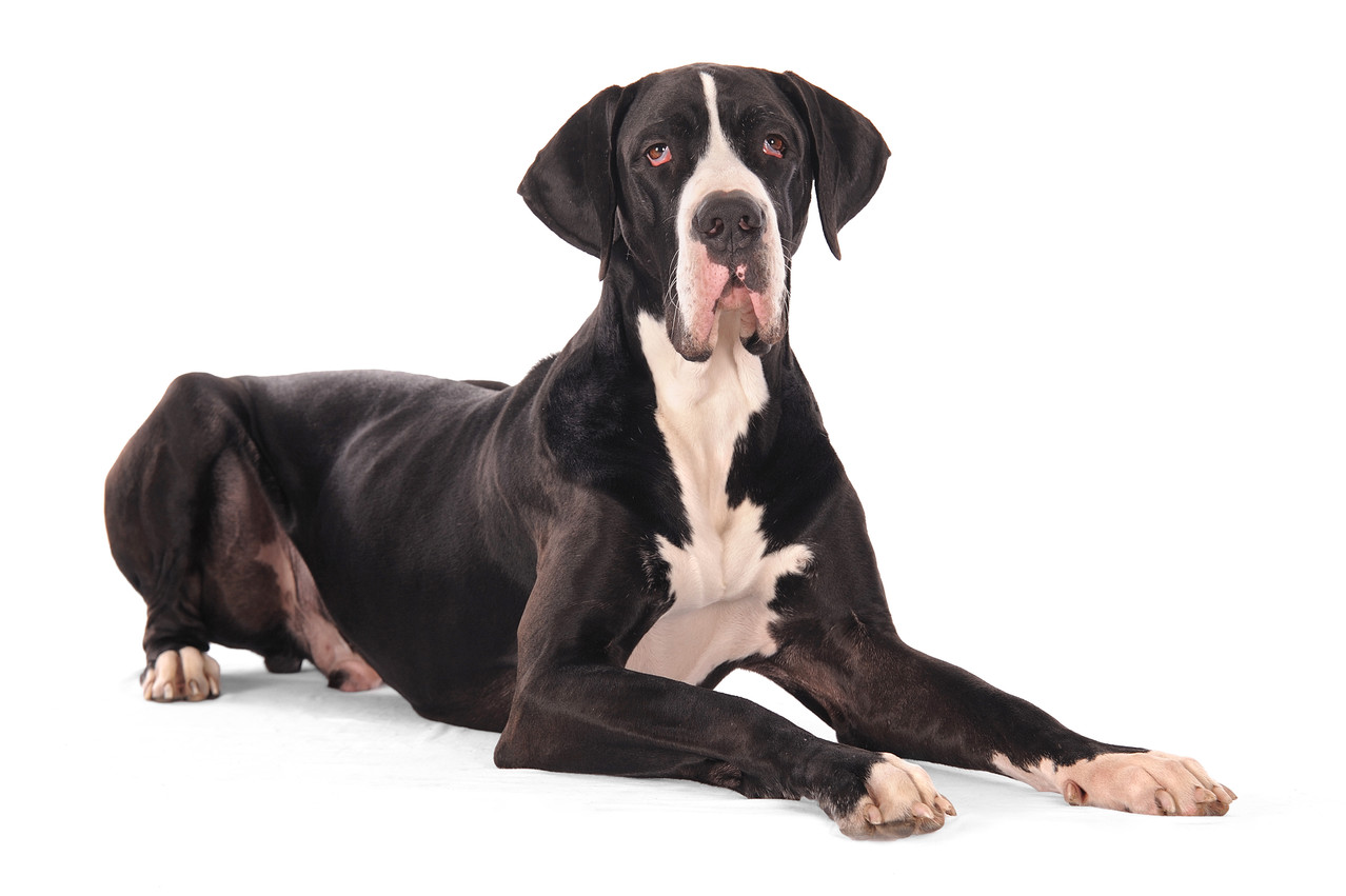 Die deutsche Dogge - Deutsche Dogge Henry