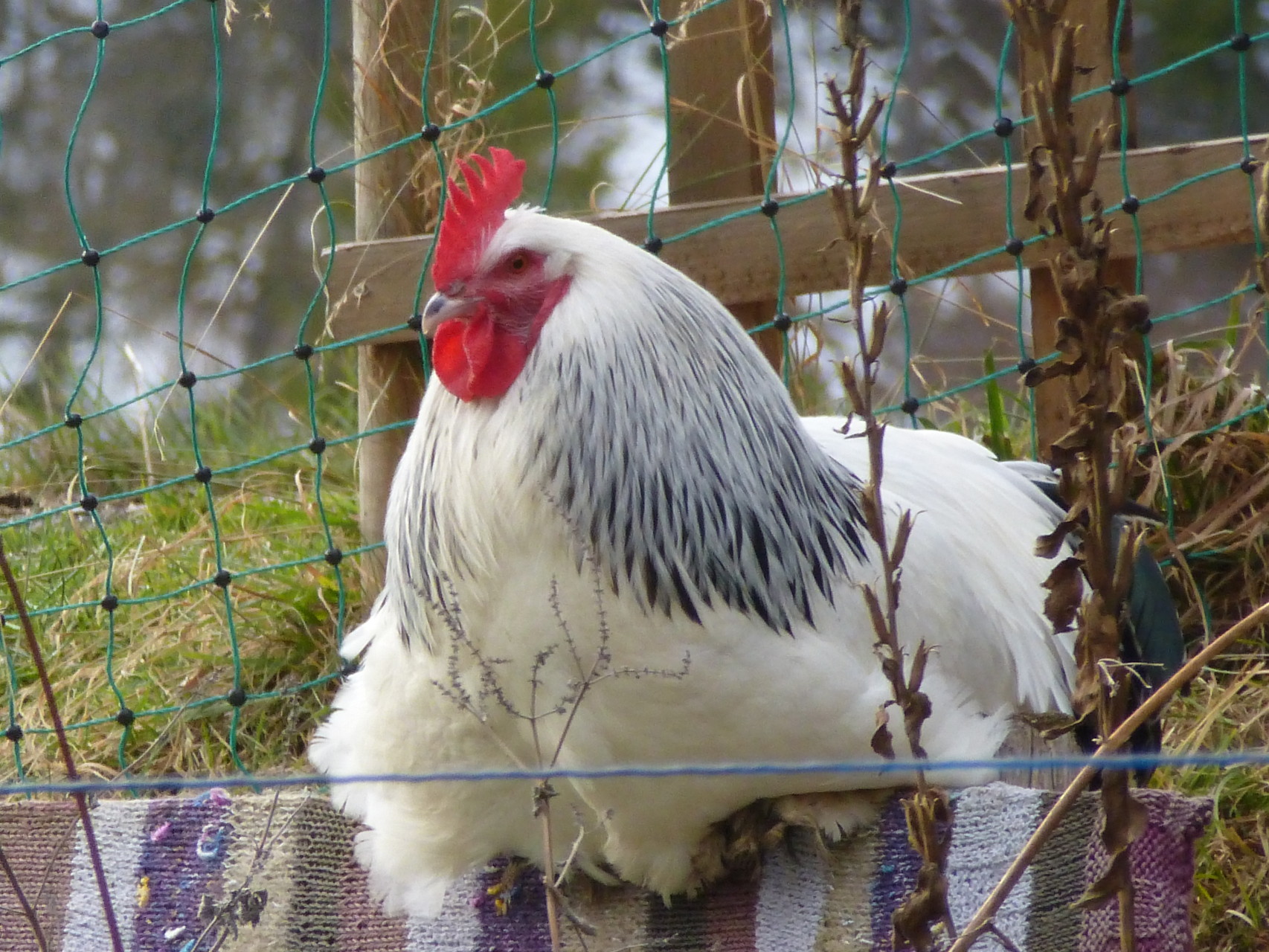 Unsere Sundheimer - sundheimer-allgaeu Webseite!