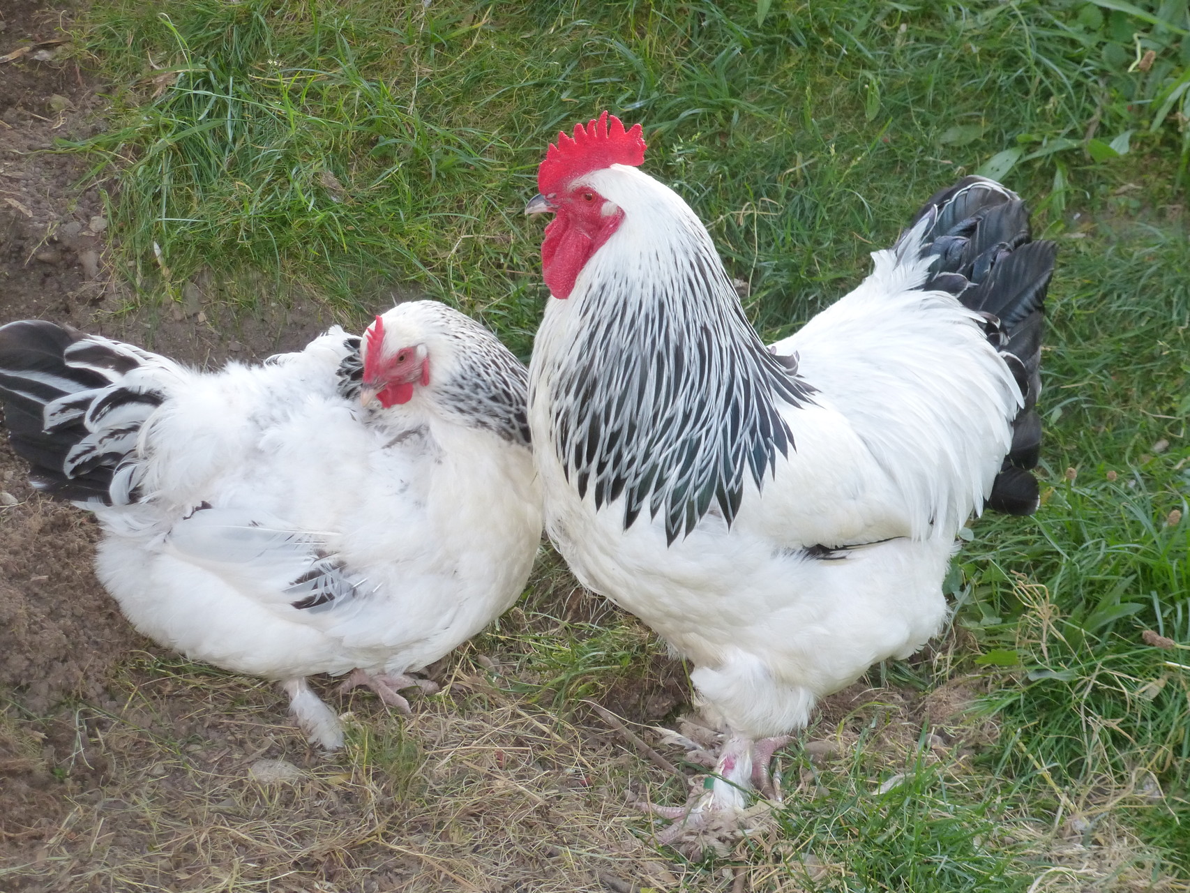 Unsere Sundheimer - sundheimer-allgaeu Webseite!