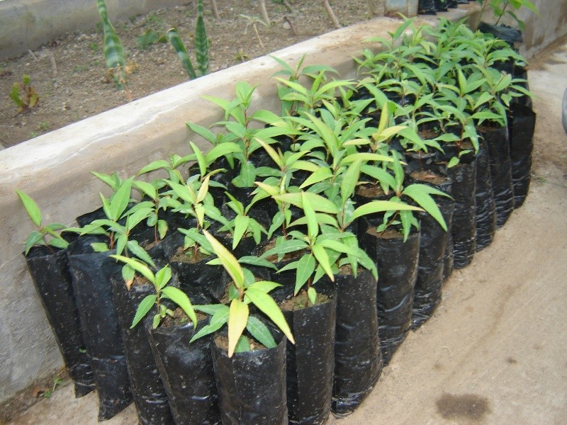 Sembrando capulí en la comunidad - aciesesperanzas Jimdo-Page!