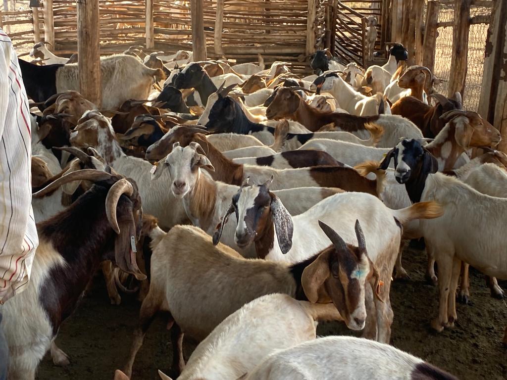 Goat Farming - kizimba-social-enterprise