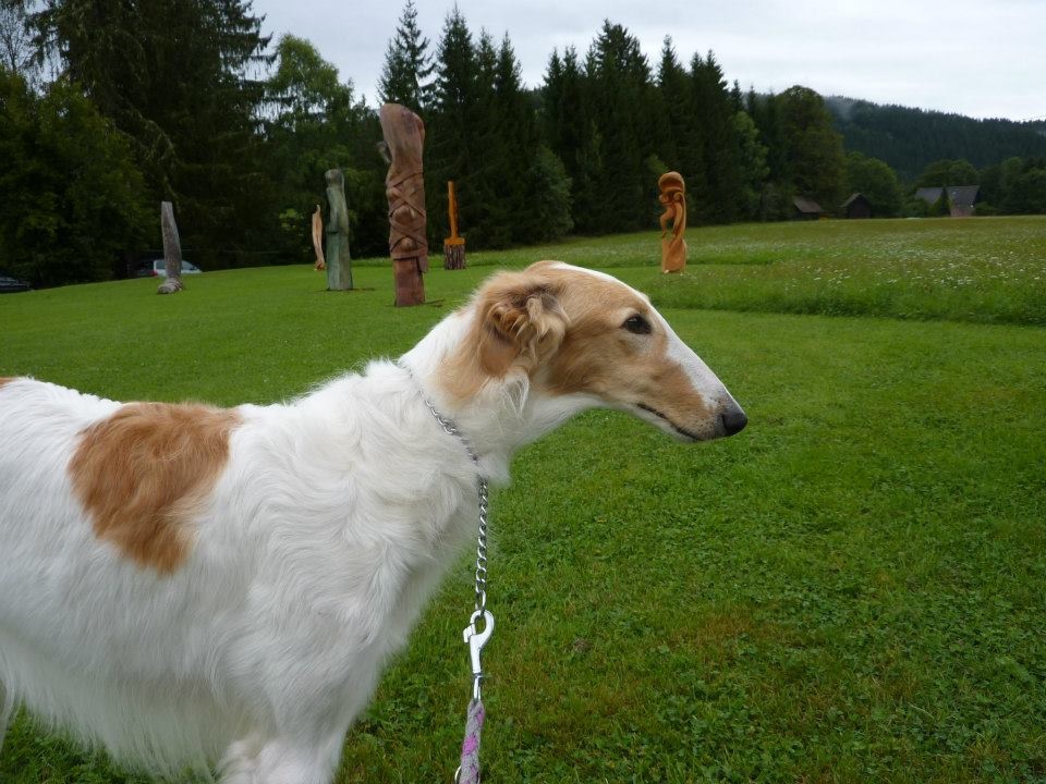 Was - tierkommunikation-astrid-aigner-kunstgargylerabensburgs Webseite!