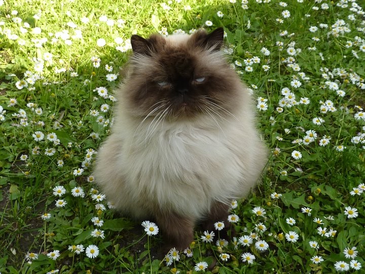 Meine Assistenten - tierkommunikation-astrid-aigner ...
