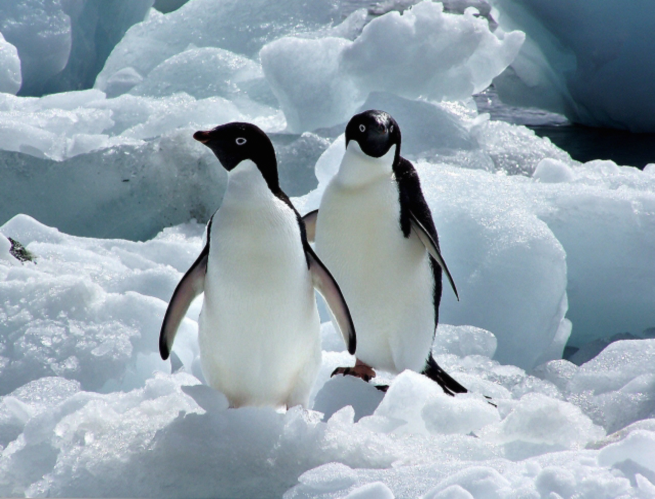 Pingwin Adeli - naa2 - oto Twoja strona Jimdo!