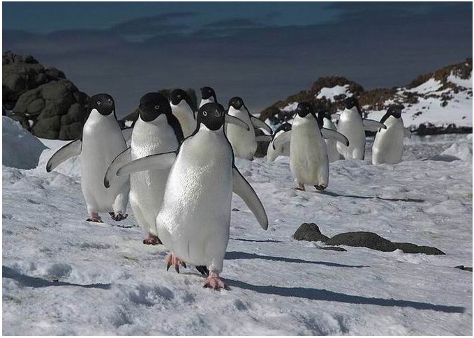 Pingwin Adeli - naa2 - oto Twoja strona Jimdo!