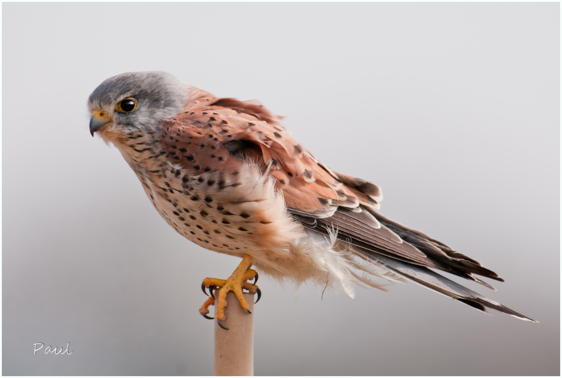 torenvalk - natuurfoto De website van vanhovepaul!