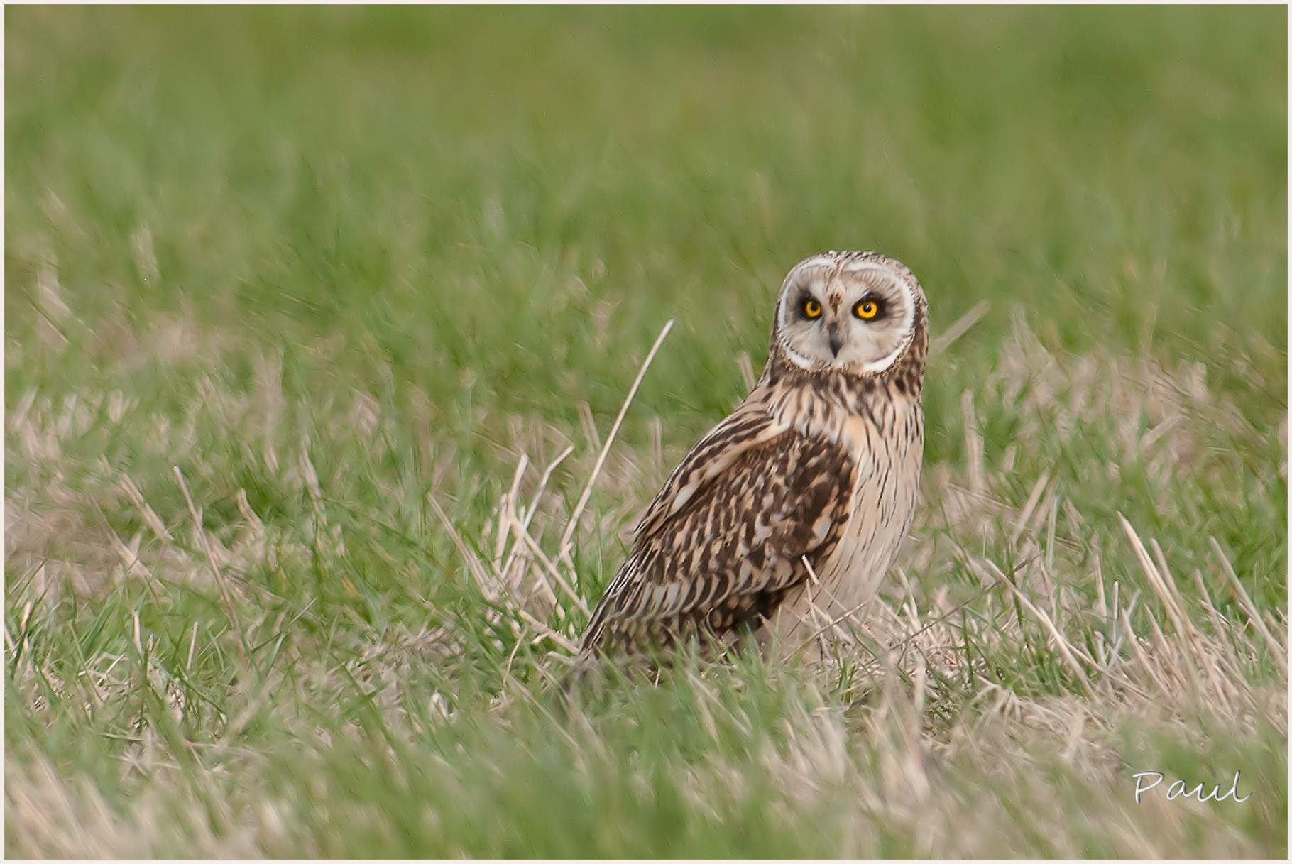 velduil - natuurfoto De website van vanhovepaul!
