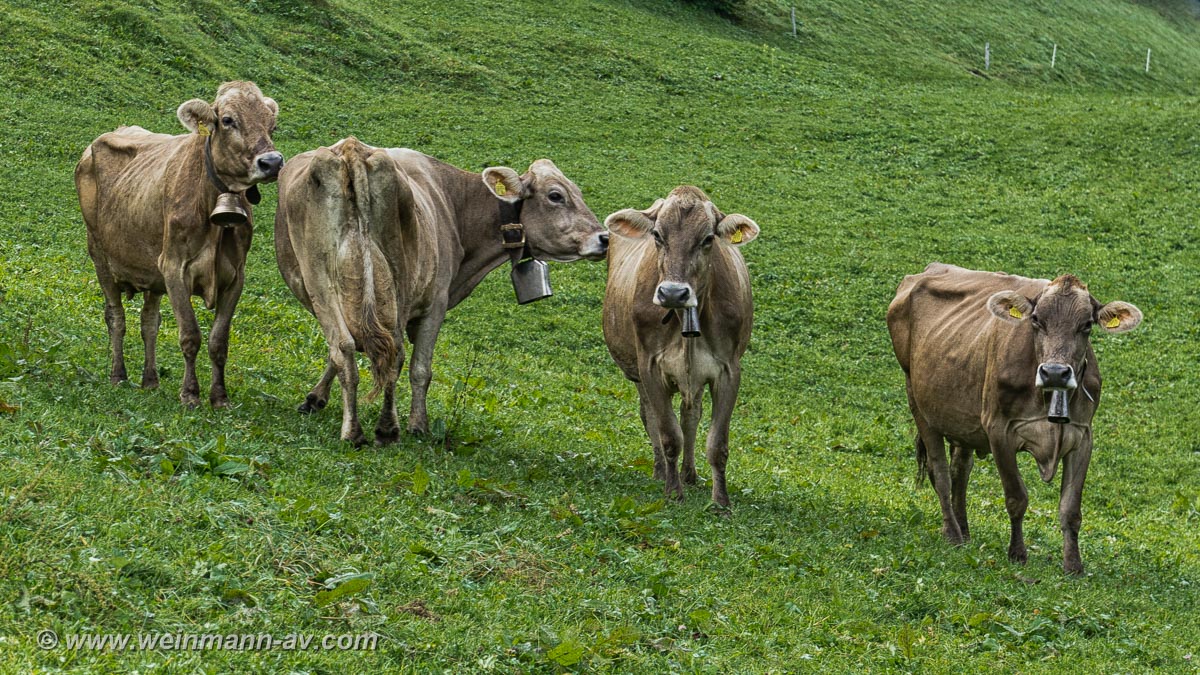VIA JACOBI - Jakobsweg in der Schweiz von Lindau nach Genf - weinmann ...
