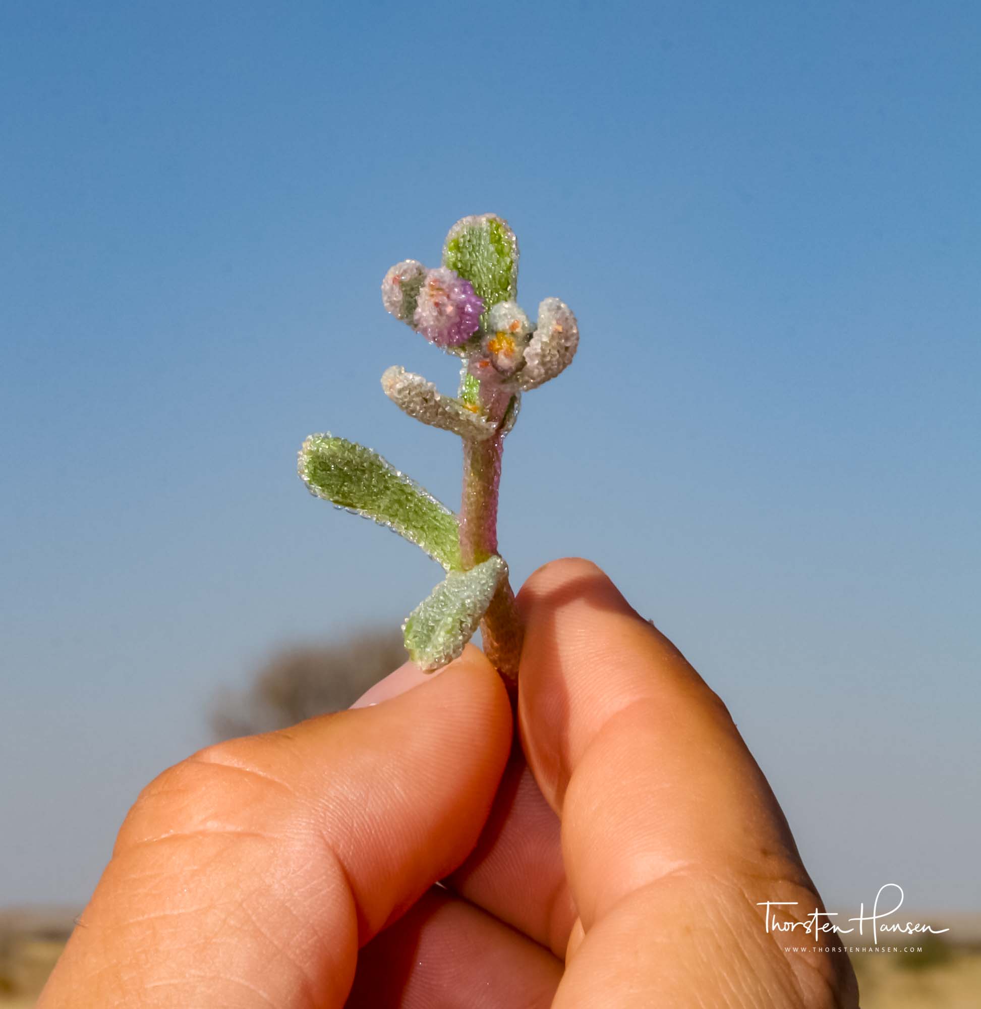 Erleben Sie mit dem Reiseleiter Thorsten Hansen die Region Hardap in ...