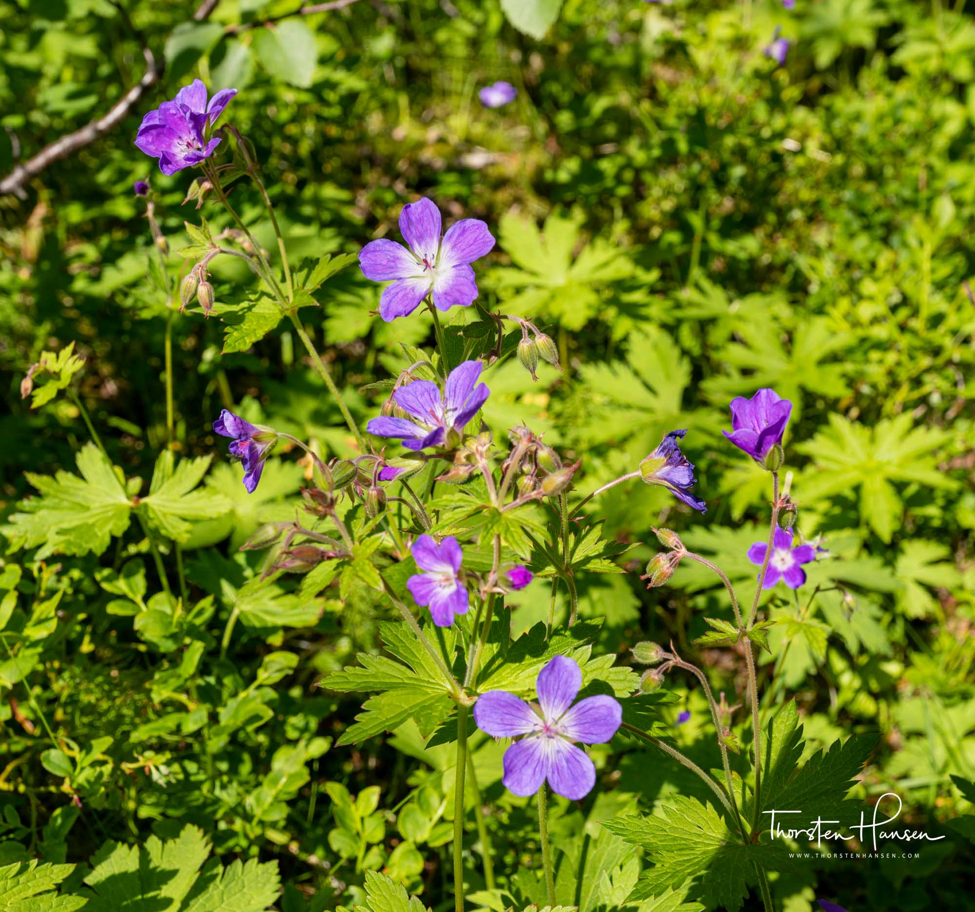 Erleben Sie mit dem Reiseleiter Thorsten Hansen das nördliche Island ...