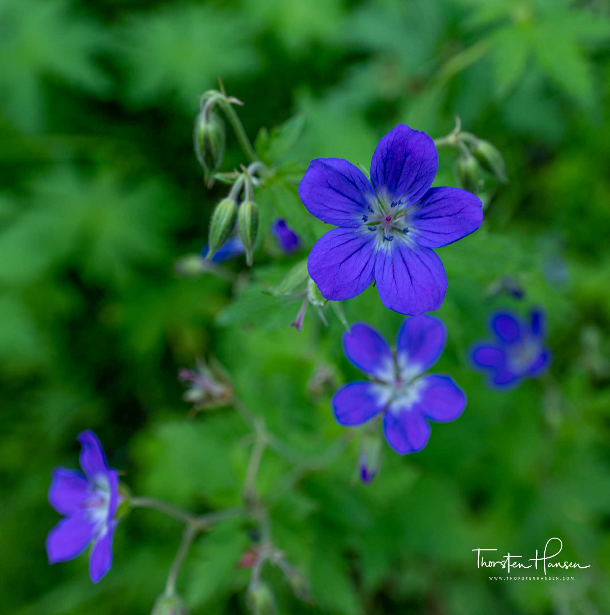 Erleben Sie mit dem Reiseleiter Thorsten Hansen das nördliche Island ...