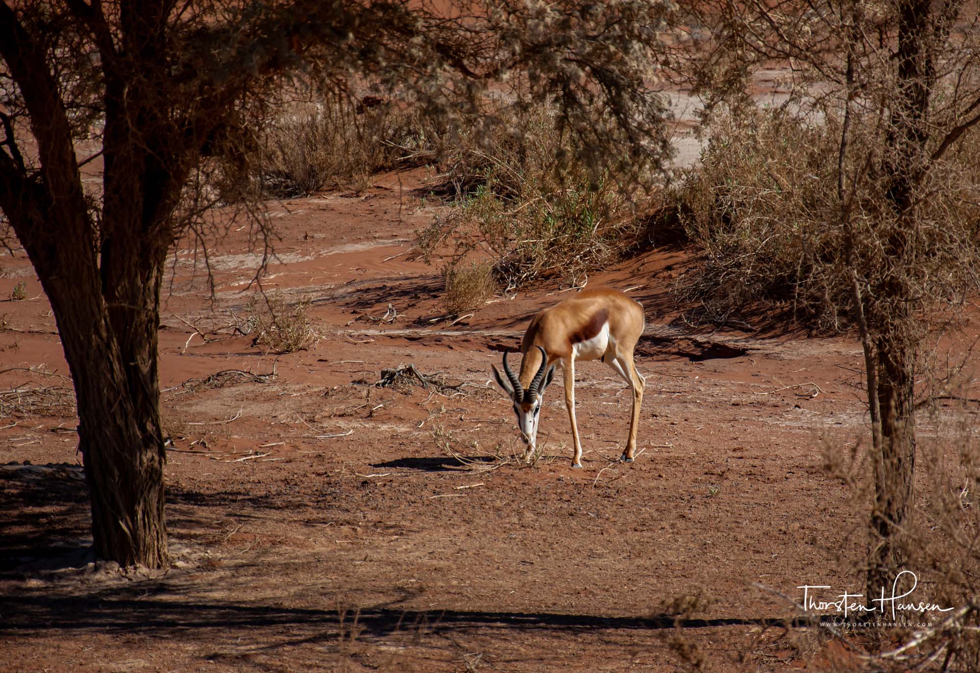 Erleben Sie mit dem Reiseleiter Thorsten Hansen die Region Hardap in ...
