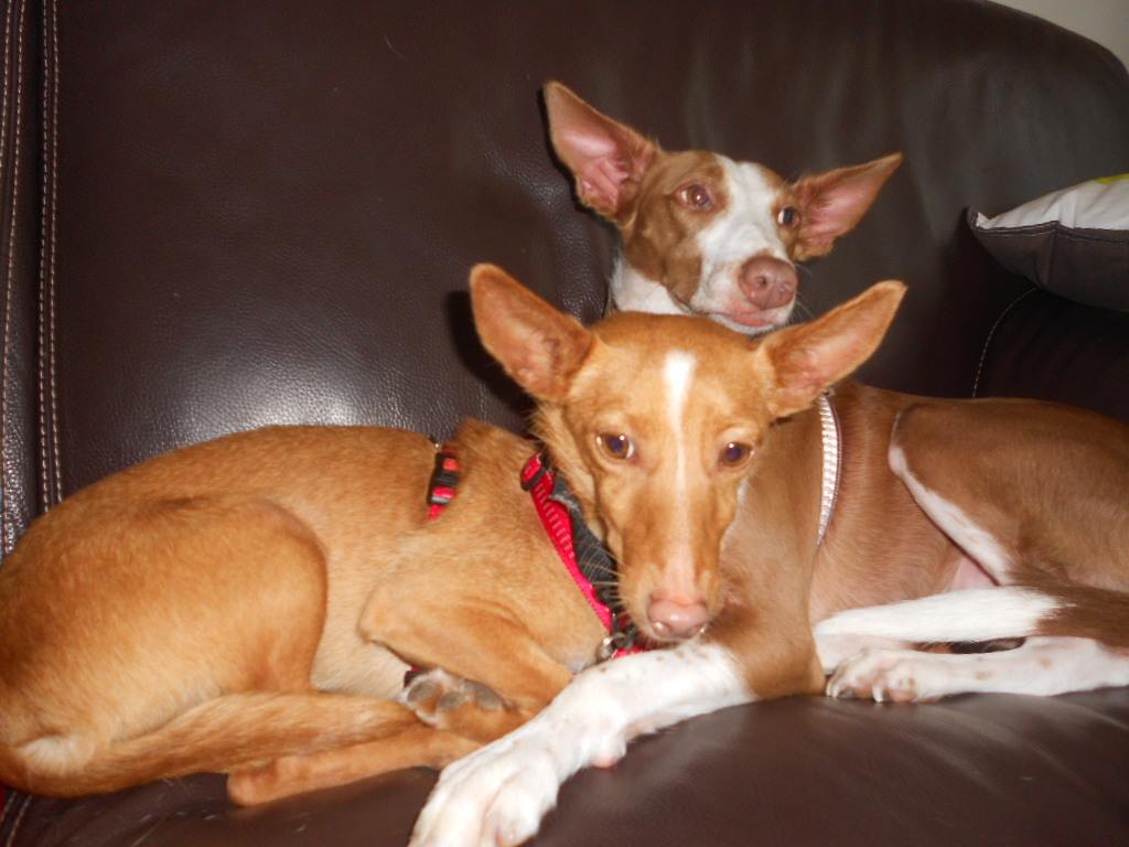 Le podenco - Le Cercle Des Podencos