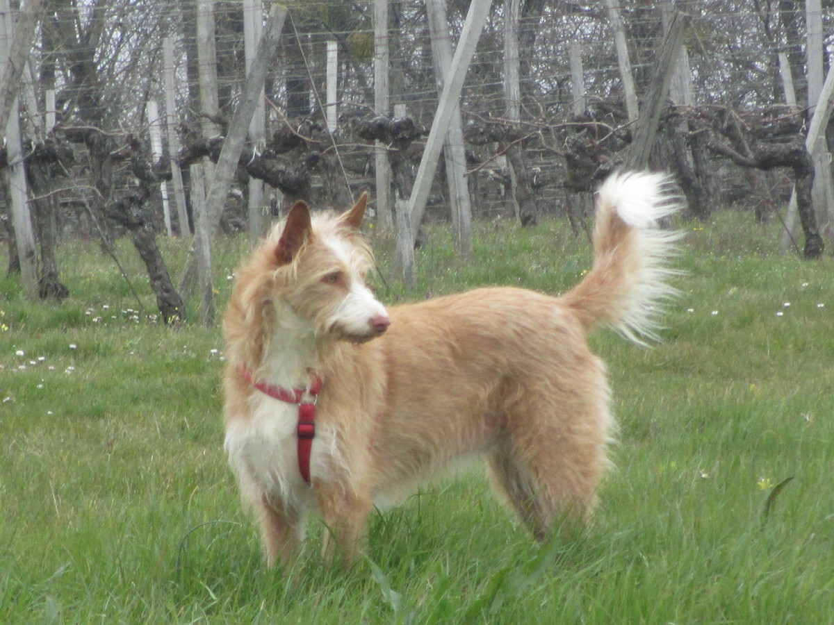 Le podenco - Le Cercle Des Podencos
