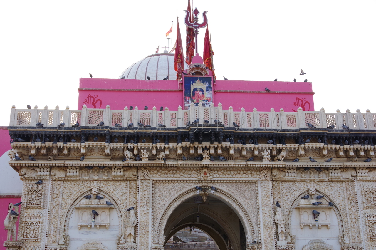 Voir le temple des rats de Deshnoke au Rajasthan - Site de yocatour