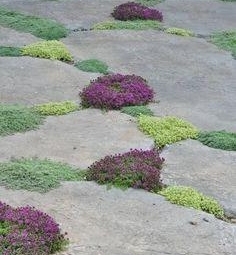 Best plants for pathways and cracks in concrete and patios ...
