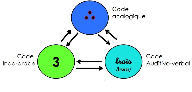 Le triple code - dyscalculie en maternelle