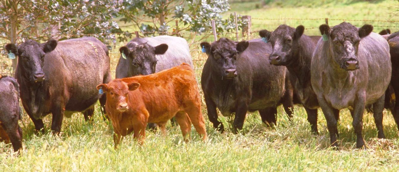 Cross Breeding - amberleypark