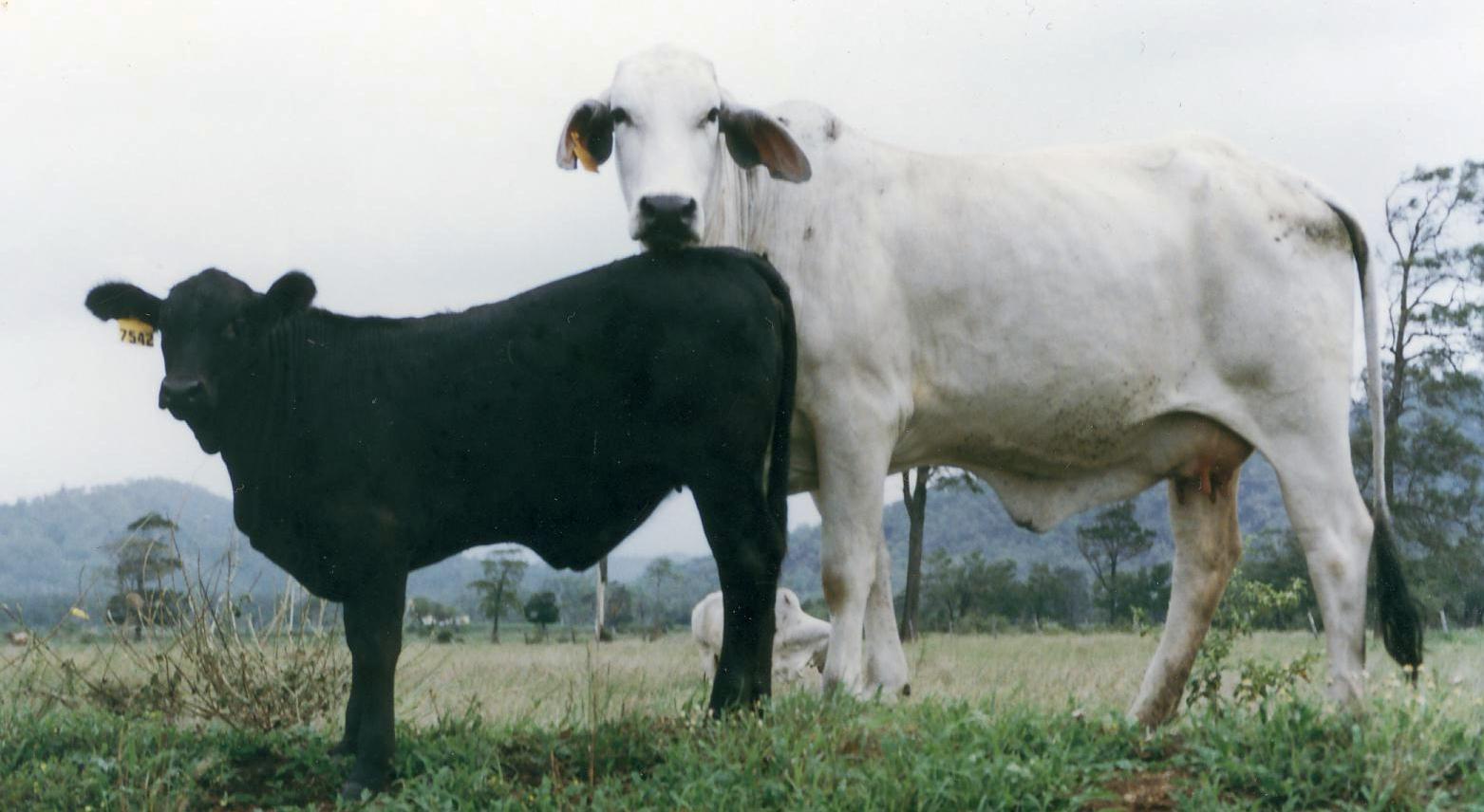 Cross Breeding - amberleypark