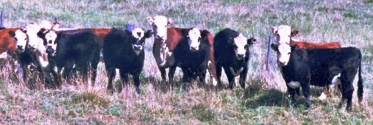 Cross Breeding - amberleypark