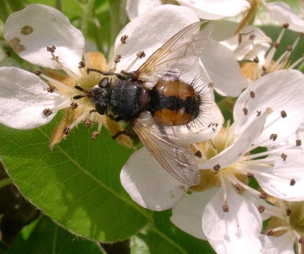 Mosche parassite di cimici e farfalle: i Tachinidi - ortoecologos jimdo ...