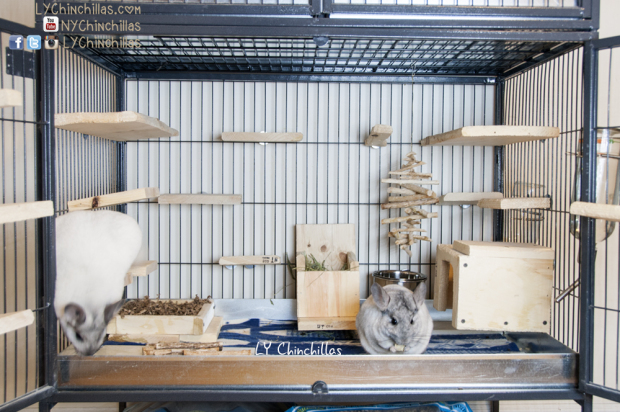 L'Habitat du chinchilla - Site de chincholla