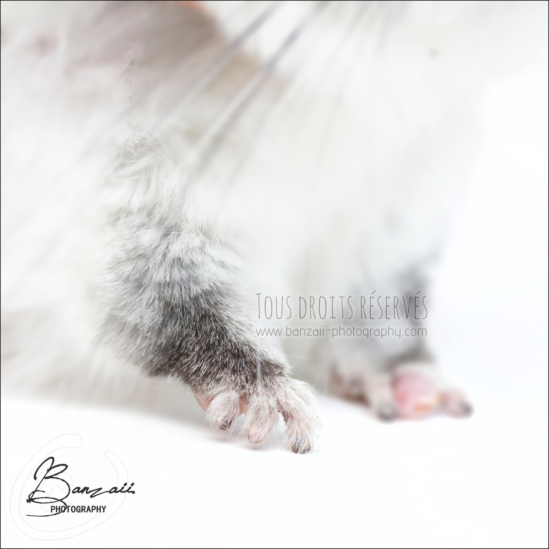 A la base : Gris standard - Site de chincholla