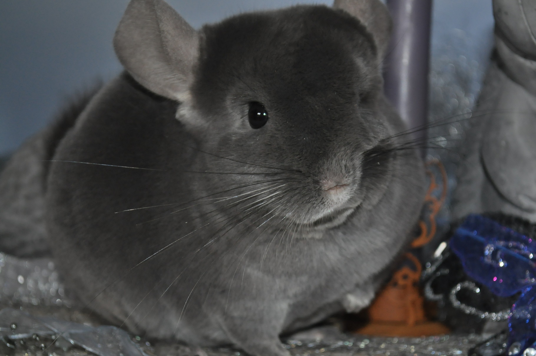 L'ebony et les gènes dominants combinés - Site de chincholla