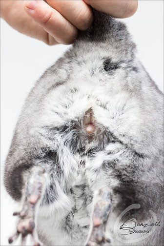 La description du chinchilla - Site de chincholla