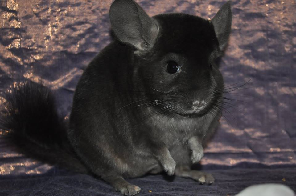 L'ebony et les gènes dominants combinés - Site de chincholla