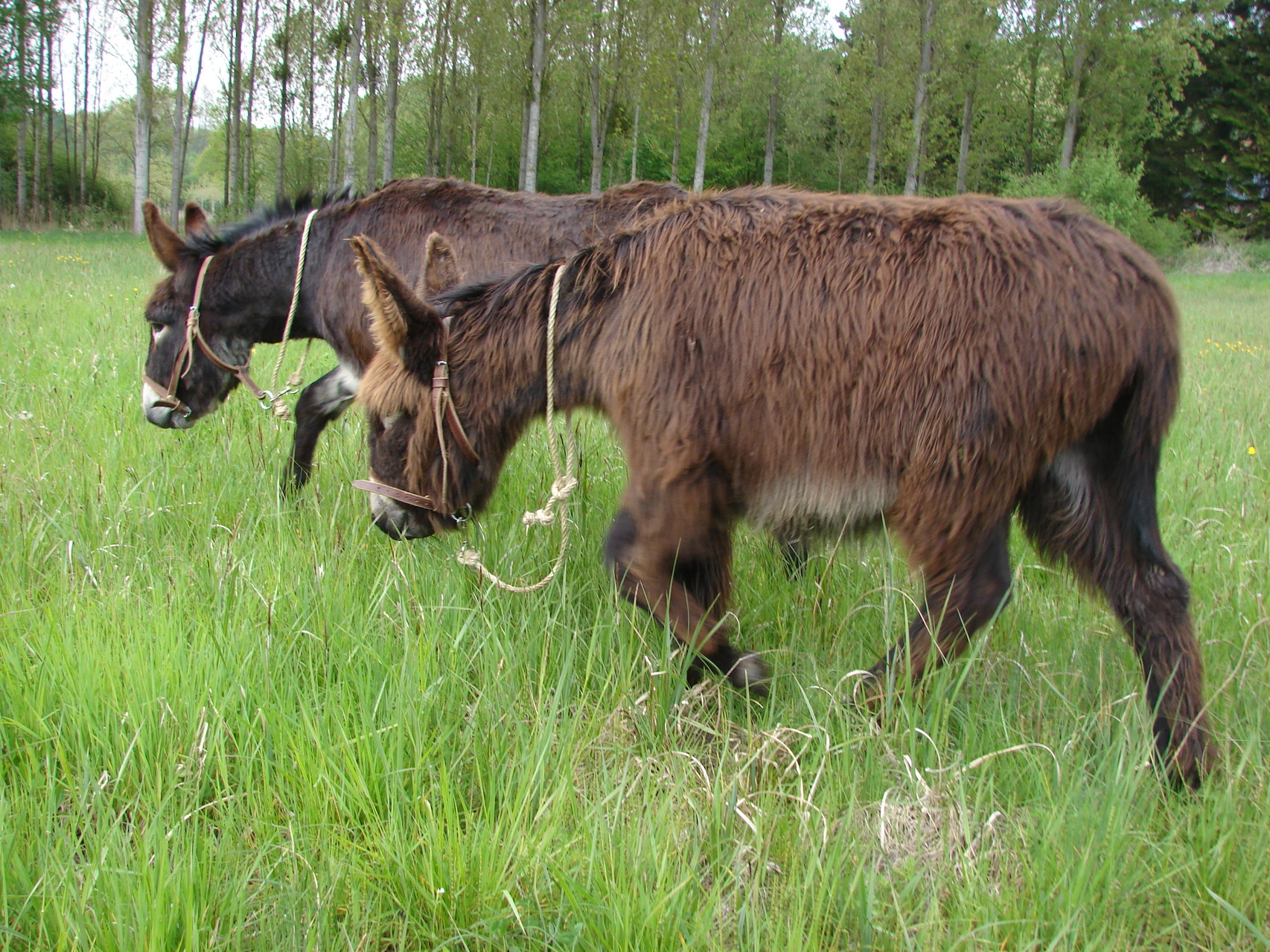 Contact - Wandelen met een ezel in de Franse Ardennen