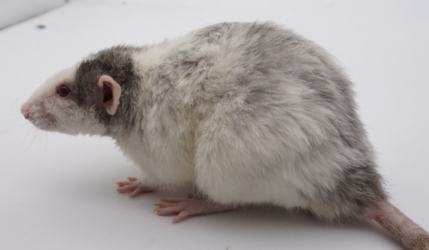 Zuchtziele - bremer-rattenbande